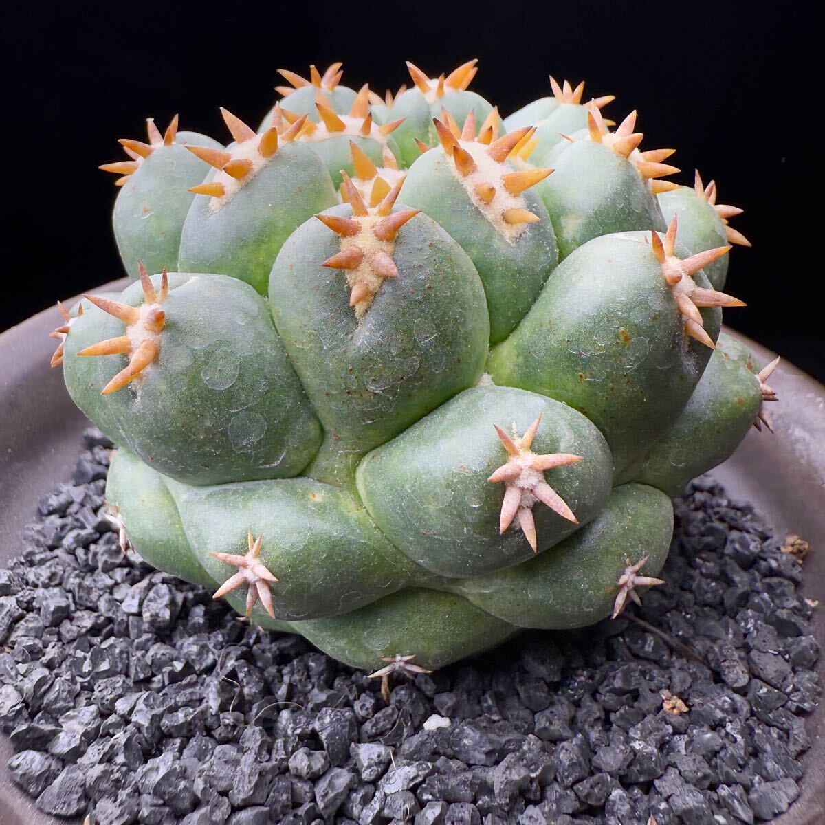 Yahoo!オークション - 186G サボテン コリファンタ 短刺象牙丸 モンス...