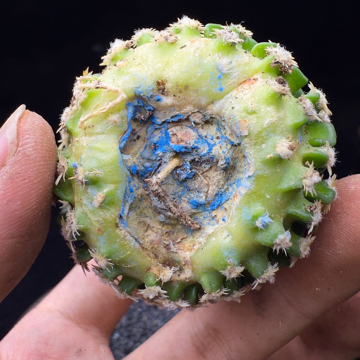 Yahoo!オークション - 189G サボテン Echinofossulocactus phyllacanth...