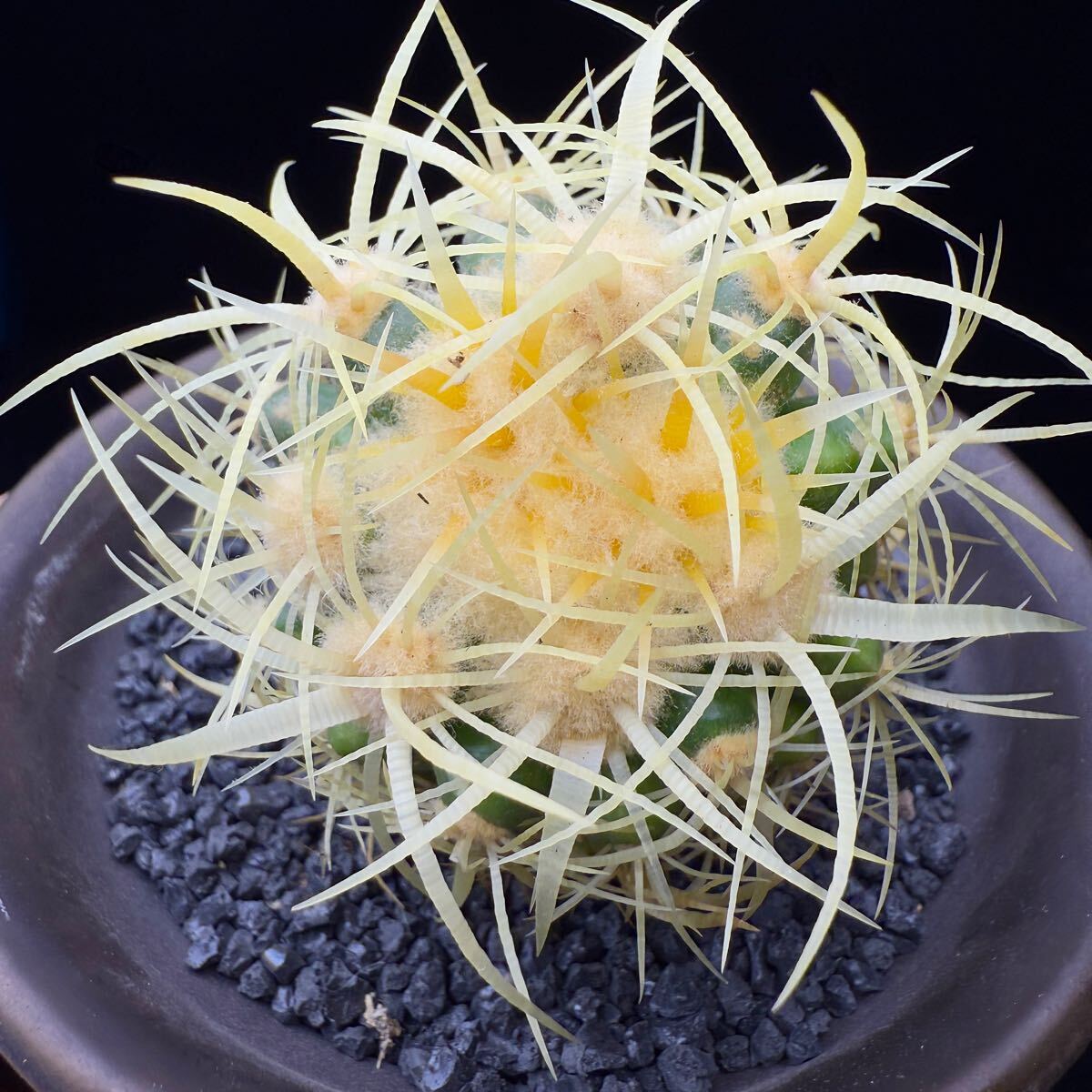 Yahoo!オークション - 192G サボテン多肉植物 金鯱 Echinocactus gruso...