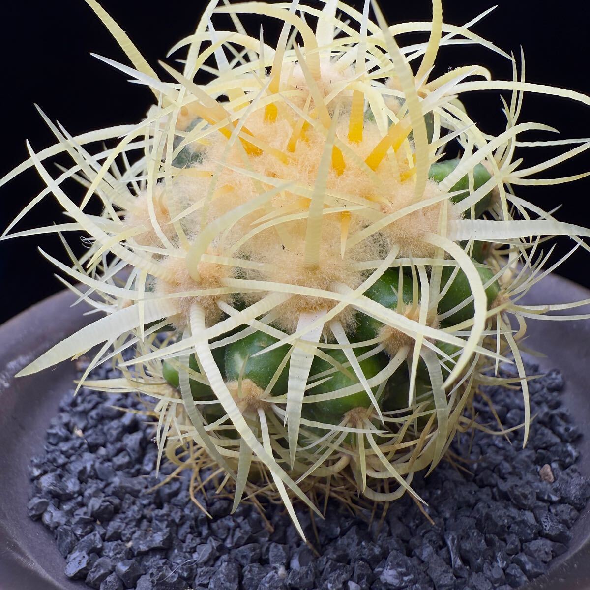 Yahoo!オークション - 192G サボテン多肉植物 金鯱 Echinocactus gruso...