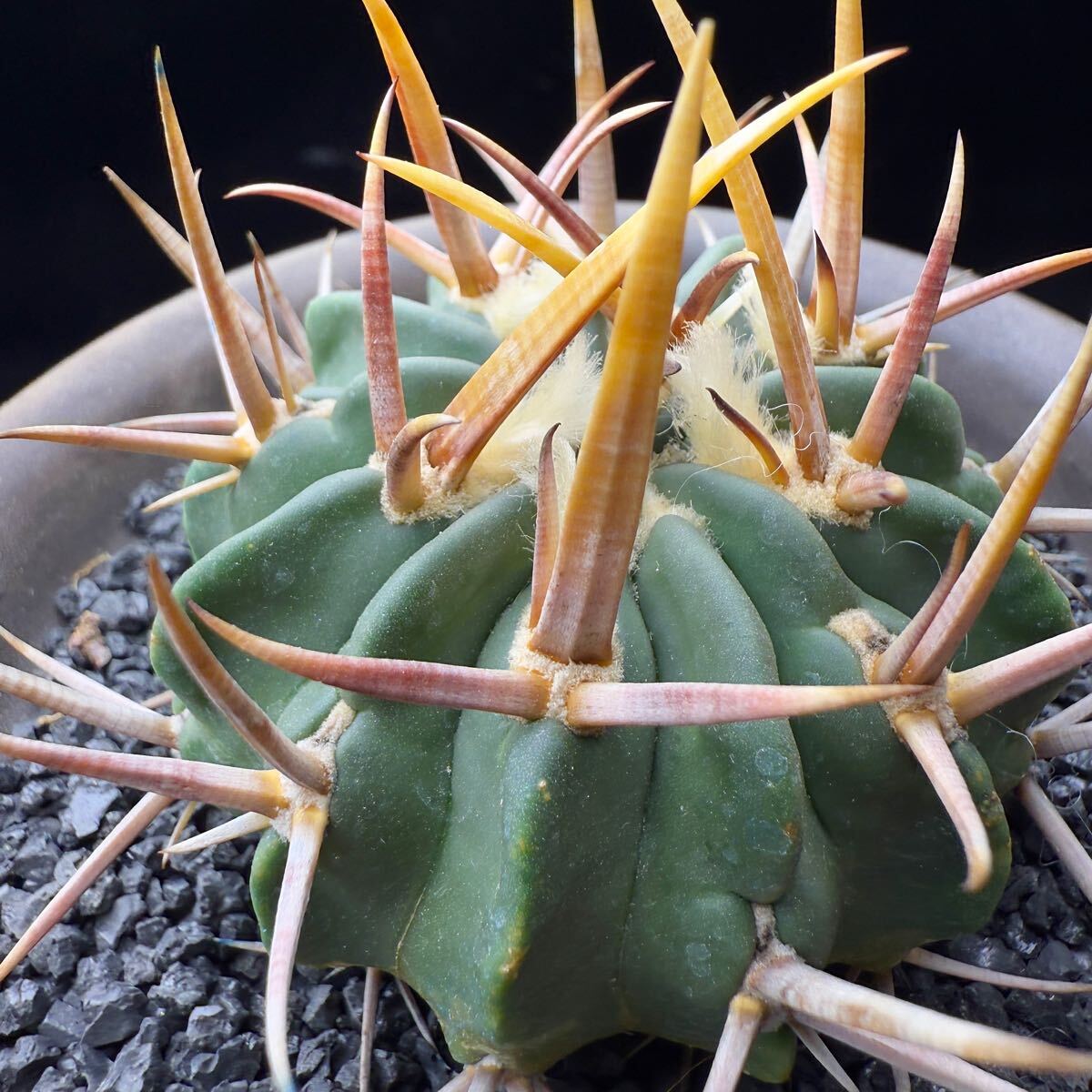 Yahoo!オークション - 194G 多肉植物 サボテン 竜剣丸 Echinofossuloca...