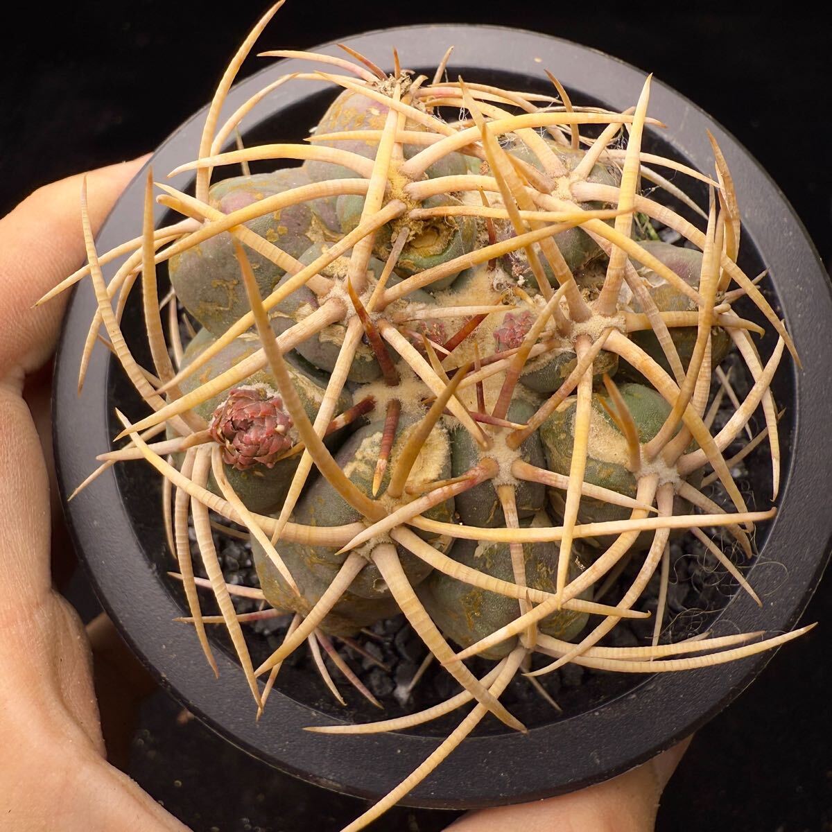 Yahoo!オークション - 202G テロカクタス 大紅鷹Thelocactus heterochr...