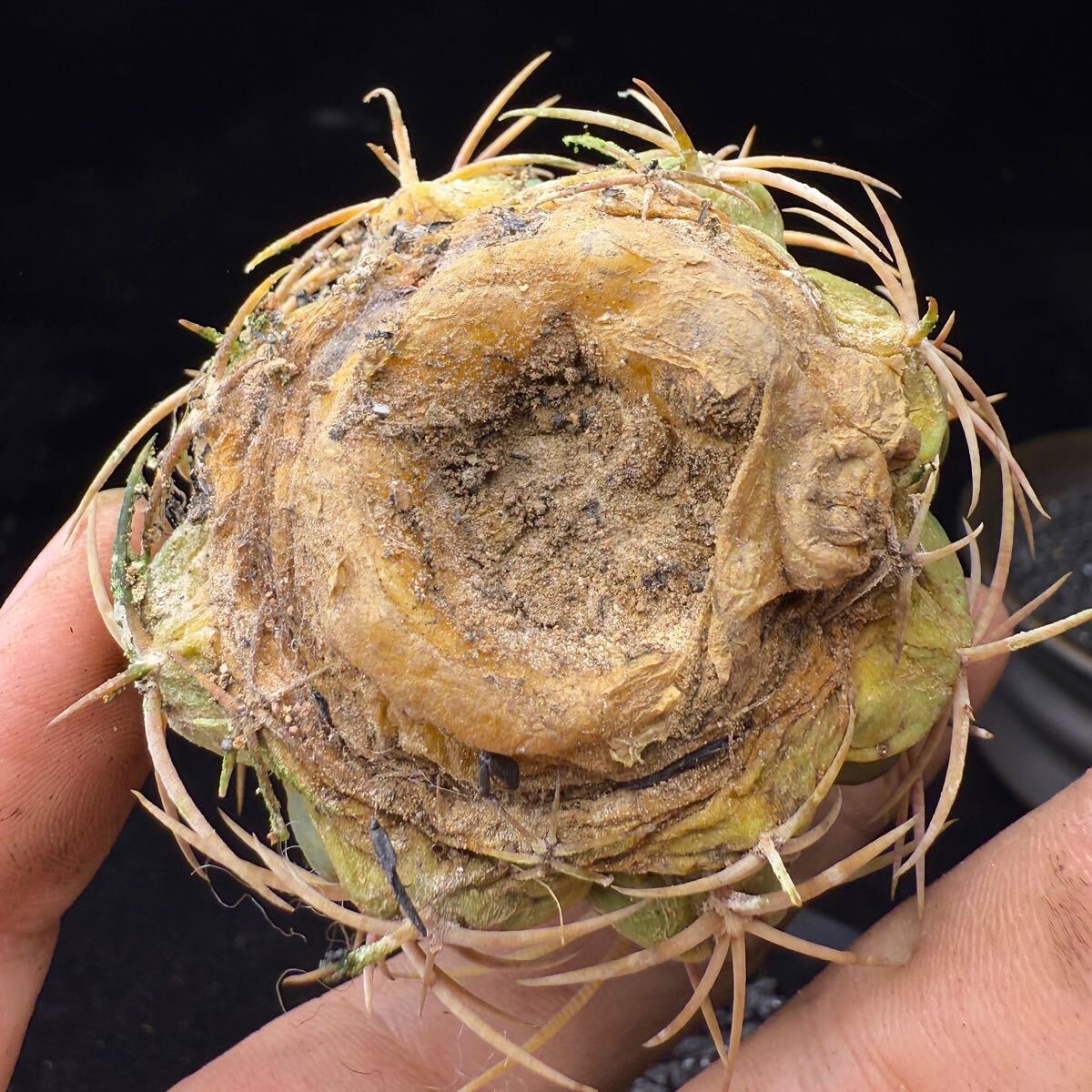 Yahoo!オークション - 202G テロカクタス 大紅鷹Thelocactus heterochr...