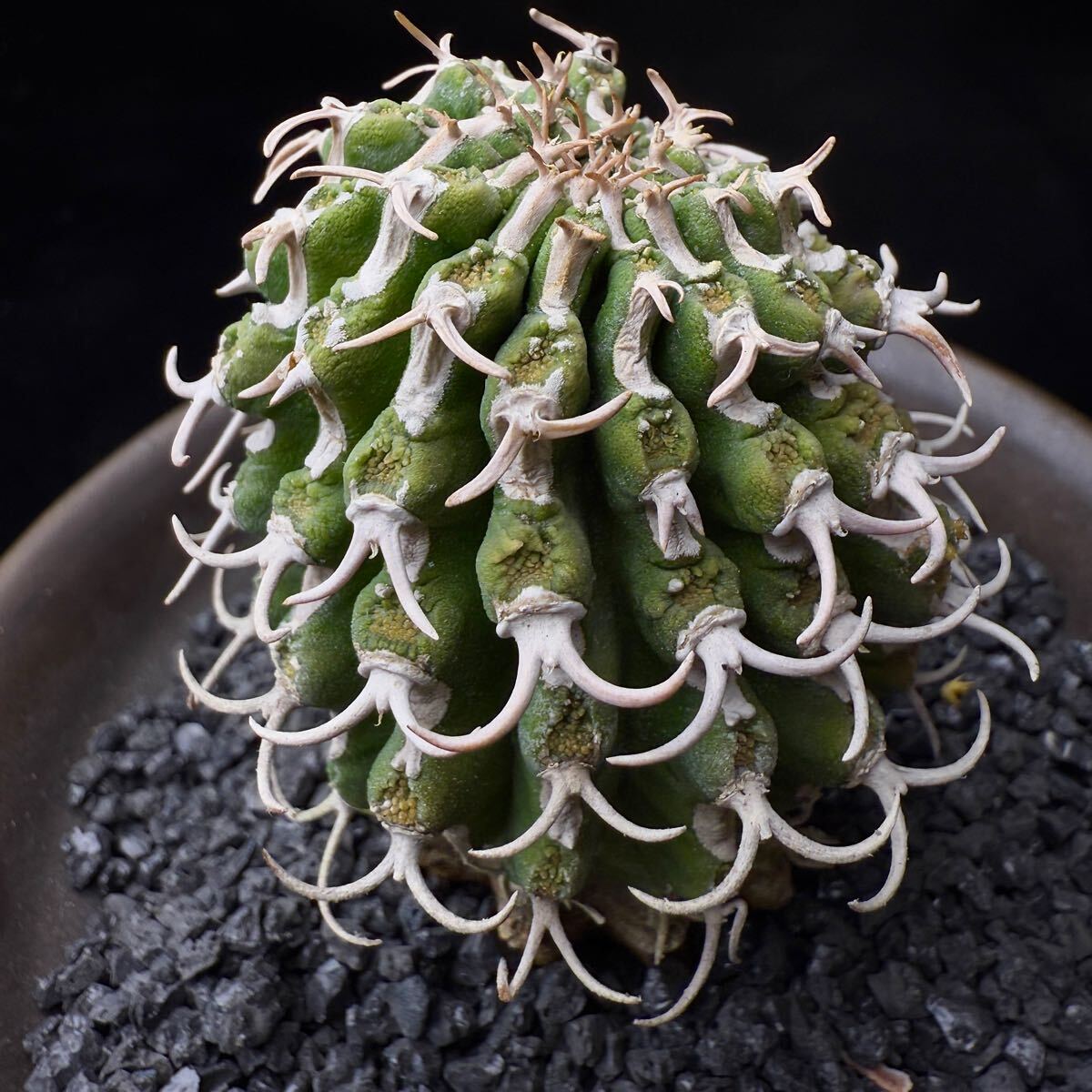 Yahoo!オークション - 148G サボテン 多肉植物 Euphorbia columnaris ...