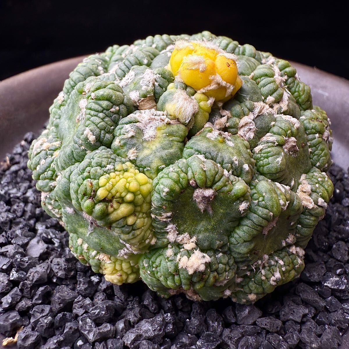 Yahoo!オークション - 13X アストロフィツム 亀甲悟空兜錦 Astrophytum...