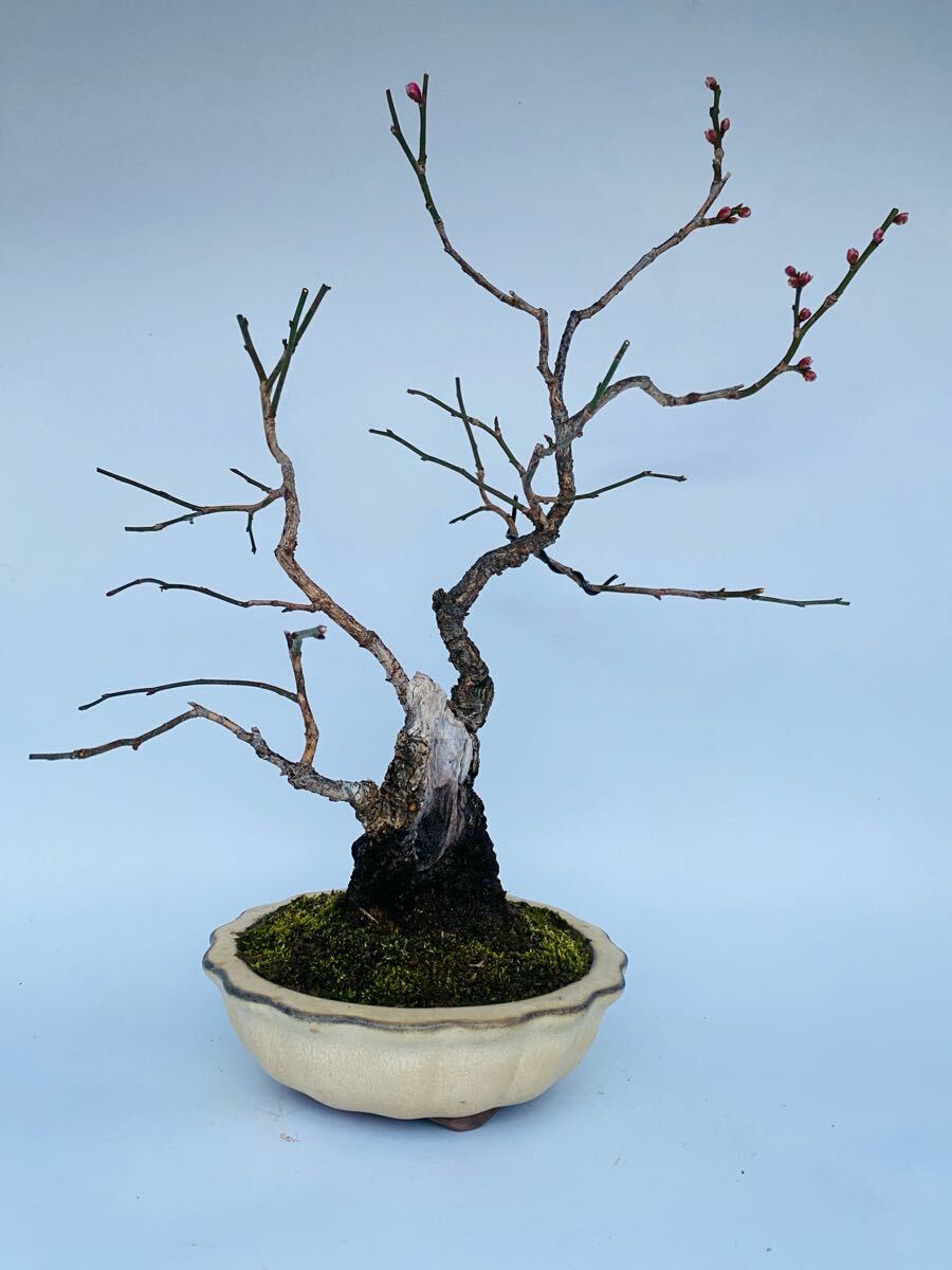 Yahoo!オークション - 【盆栽園NAOMI】甲州野梅 シャリ