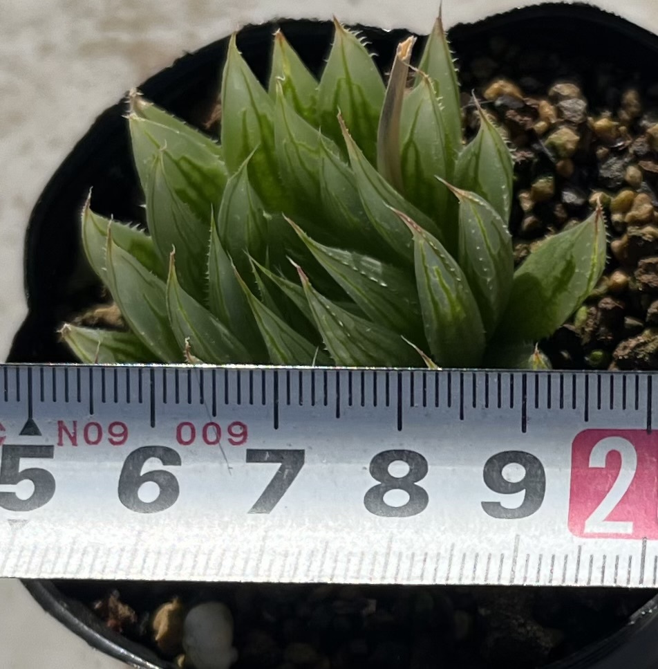 Yahoo!オークション - ハオルチア Haworthia cooperi var.isabellae MB...