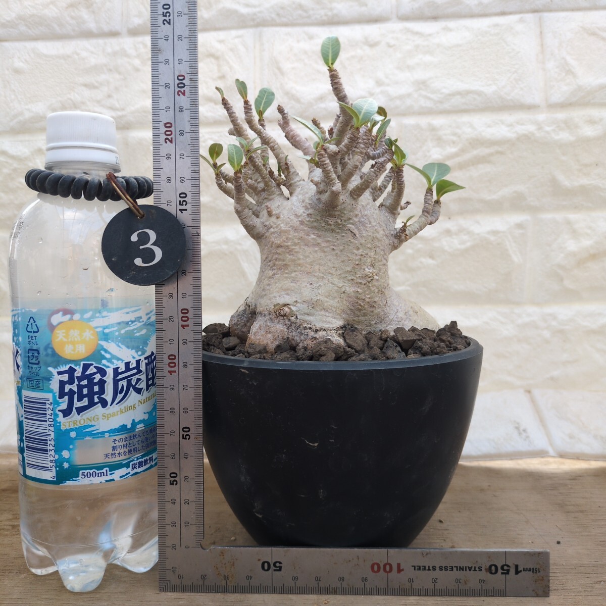 Yahoo!オークション - bk3 アデニウム スーパードワーフ arabicum dwar...