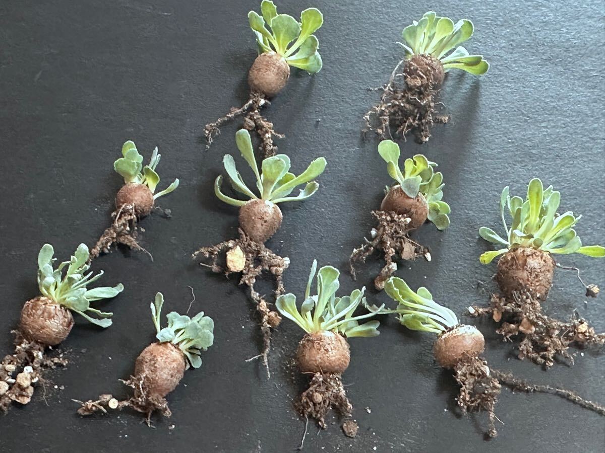 No.967 特選 塊根植物 Othonna cacalioidesオトンナ カカリオイデス 限定10株(観葉植物)｜売買されたオークション情報、yahooの商品情報をアーカイブ公開 ...