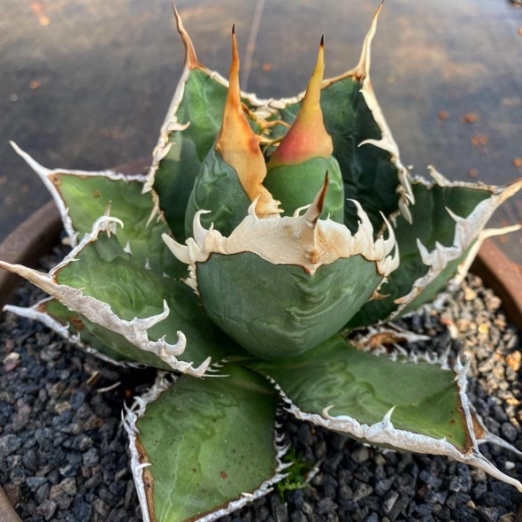 Yahoo!オークション - 【ever plants】Agave titanota 狼人OC（3733）...