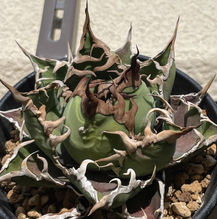 J273 アガベ チタノタ 黒鯊 / SAD スーパーチタノタシーザー ハデス クラウン 皇冠 清櫻 悪魔くん 皇冠 星空 麻花龍 大白鯊 オアハカ オテ(アガベ)｜売買されたオークション情報 ...