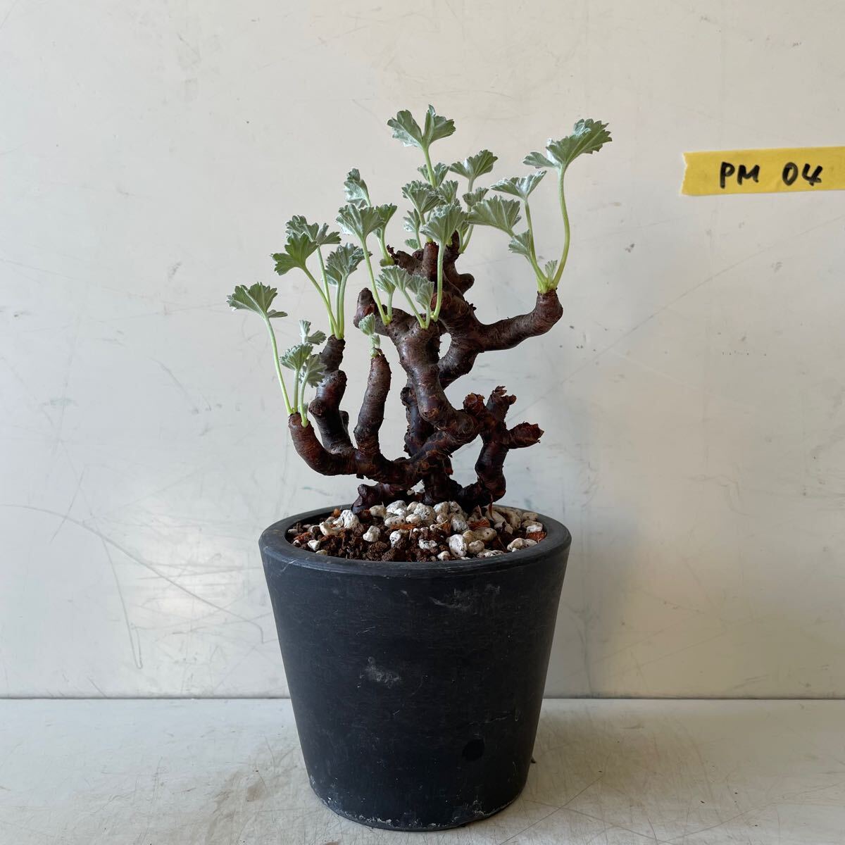 Yahoo!オークション - 発根済 ペラルゴニウム ミラビレ[YPM 04] 冬型...