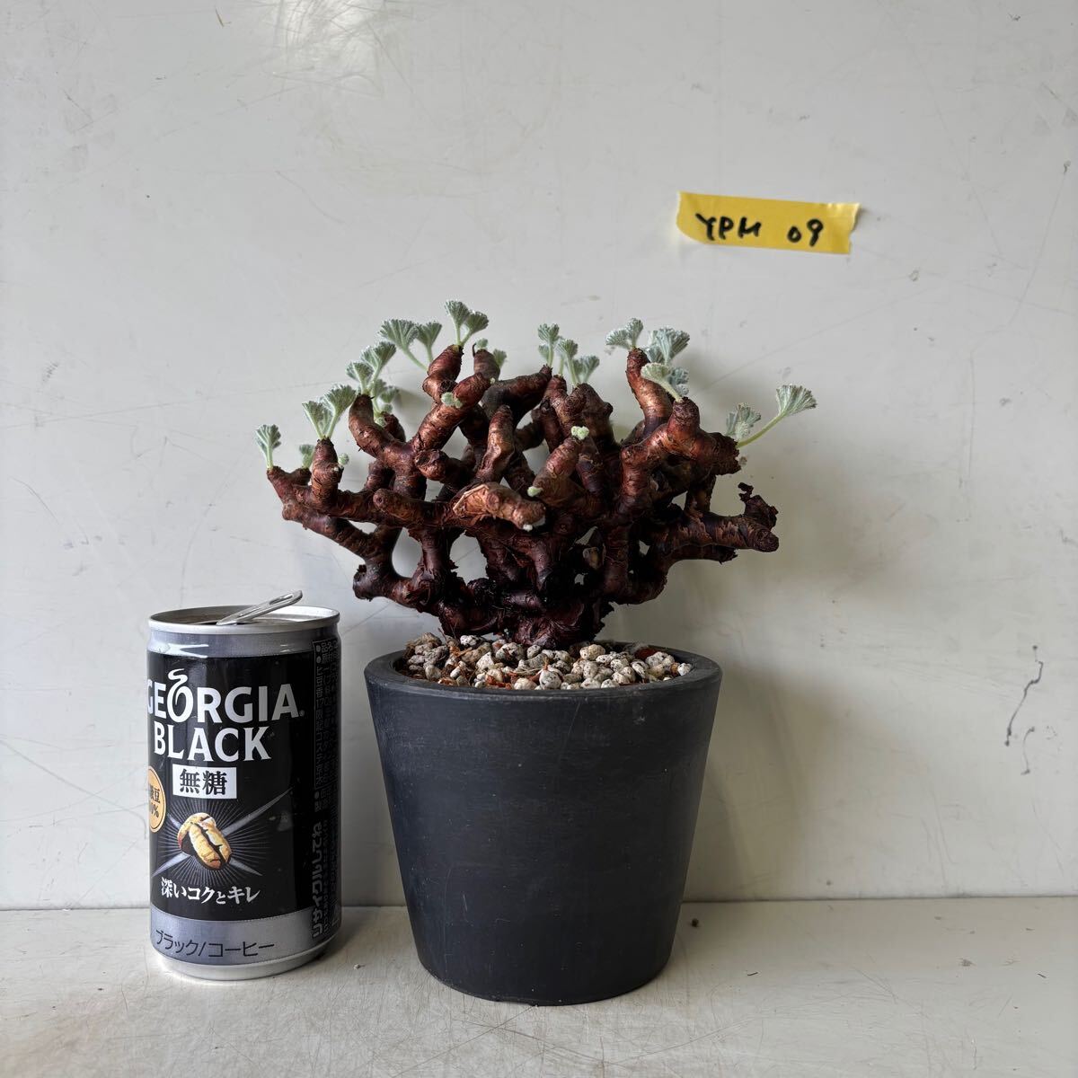 Yahoo!オークション - 発根済 ペラルゴニウム ミラビレ[YPM 09] 冬型...