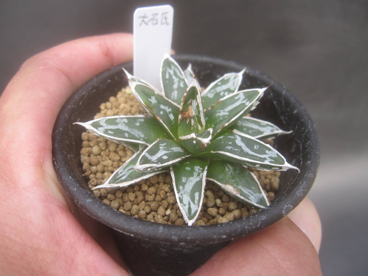 Yahoo!オークション - Agave 笹の雪（O氏） アガベSC06