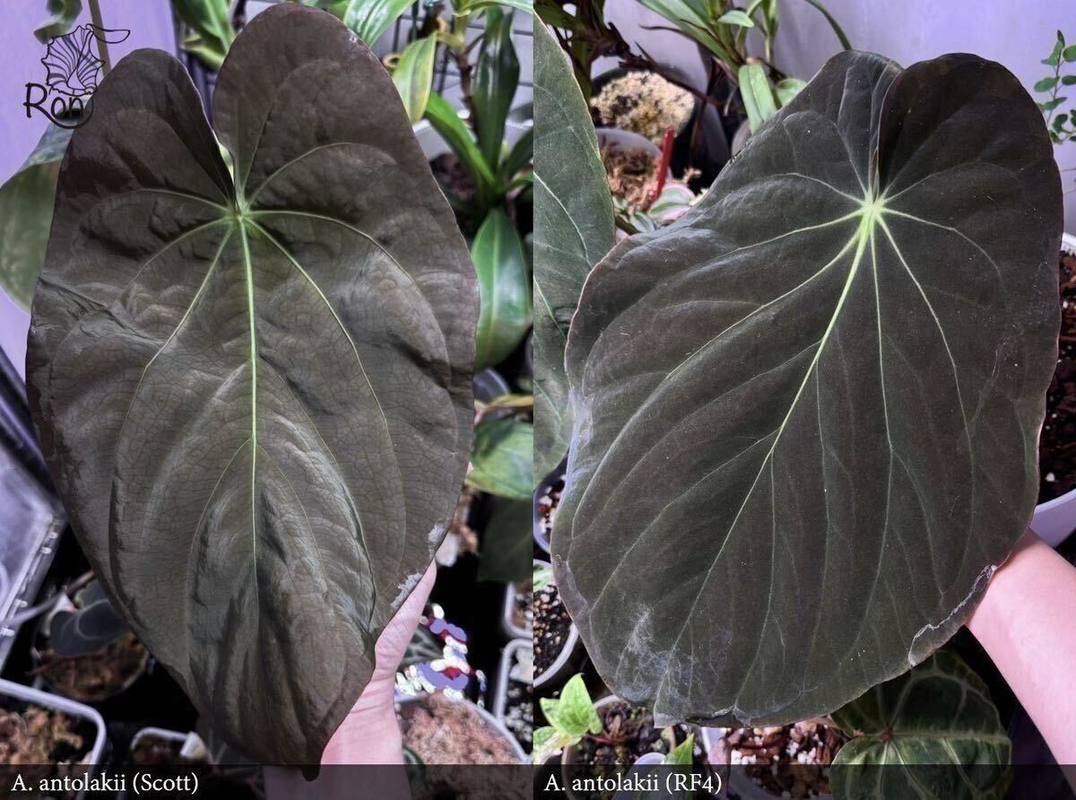 Yahoo!オークション - 【Anthuroom】Anthurium antolakii ('BVEP') see...