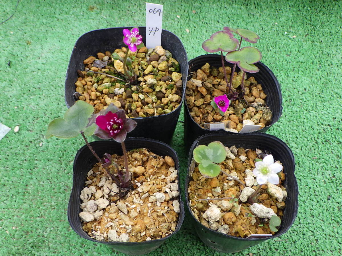 Yahoo!オークション - 雪割草（開花中） 064-4ポット-段咲交配標準花 ...