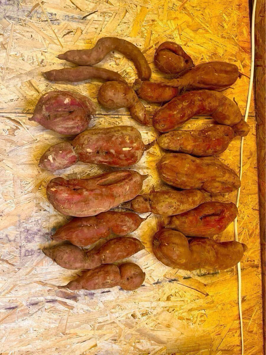 Yahoo!オークション - 北海道産さつまいも(紅あずま) 訳あり ハネ品 S...