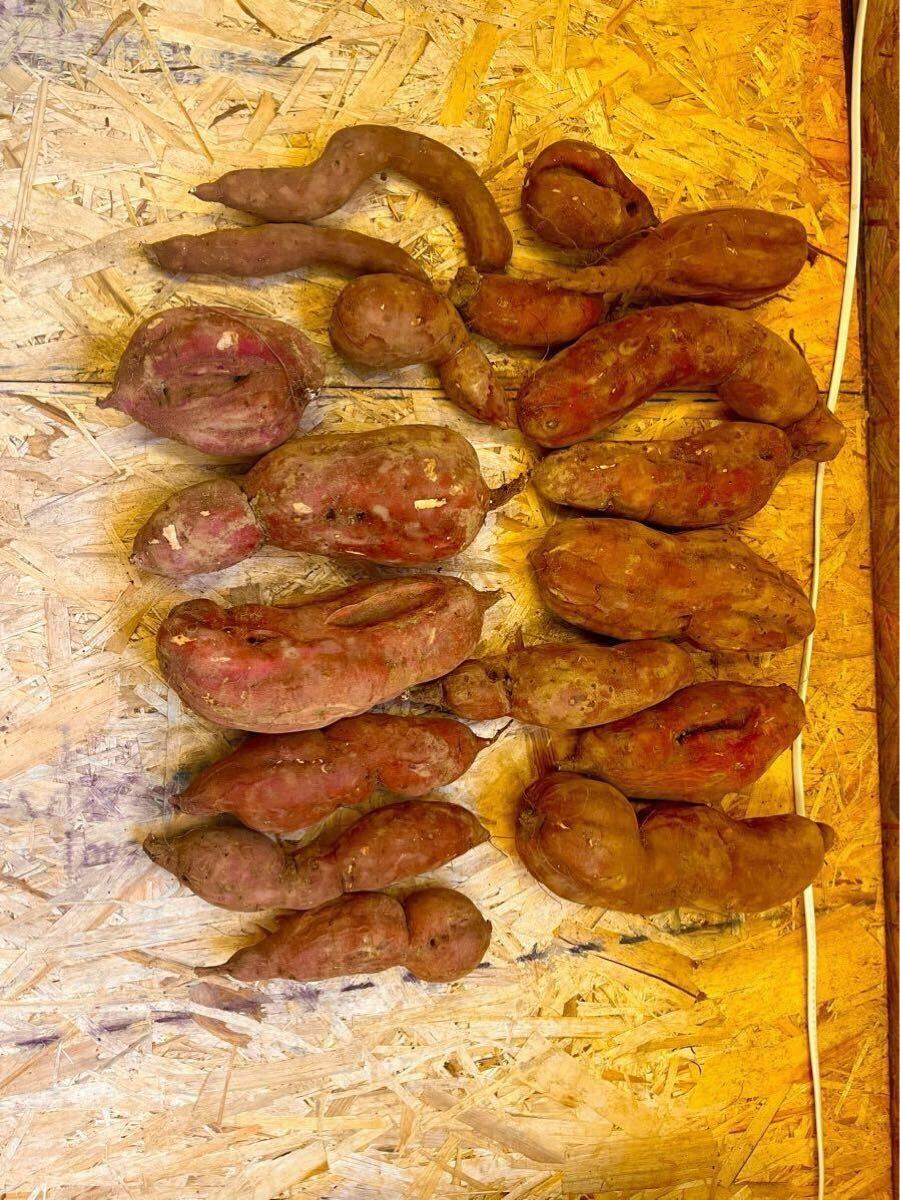 北海道産さつまいも 紅あずま 訳あり ハネ品 Sサイズ〜3L 10Kg ②(さつまいも)｜売買されたオークション情報、yahooの商品情報をアーカイブ公開 - オークファン（aucfan.com）