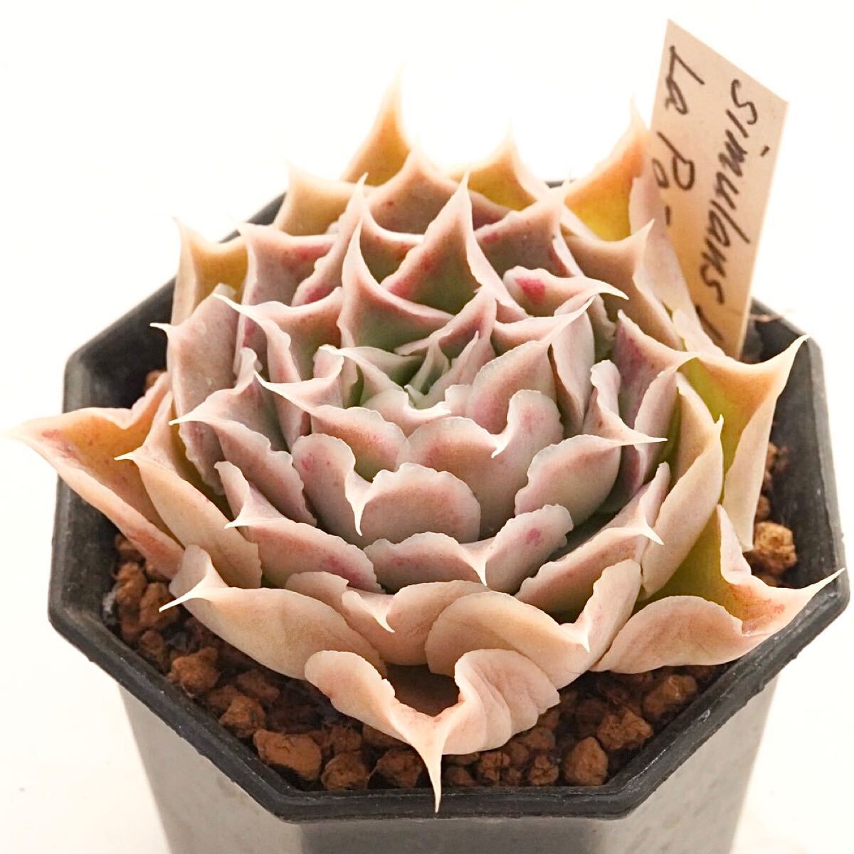 Yahoo!オークション - 39. 【シムランス Laguna Sanchez×ラパス】多肉...