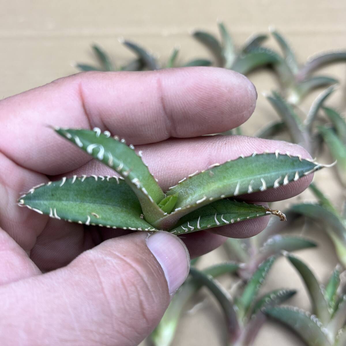 Yahoo!オークション - G44多肉植物アガベ チタノタ レッドキャットウィ...