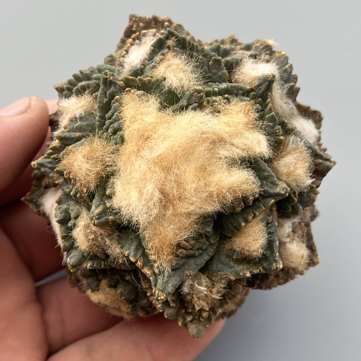 Yahoo!オークション - F74サボテン 多肉植物 亀甲牡丹