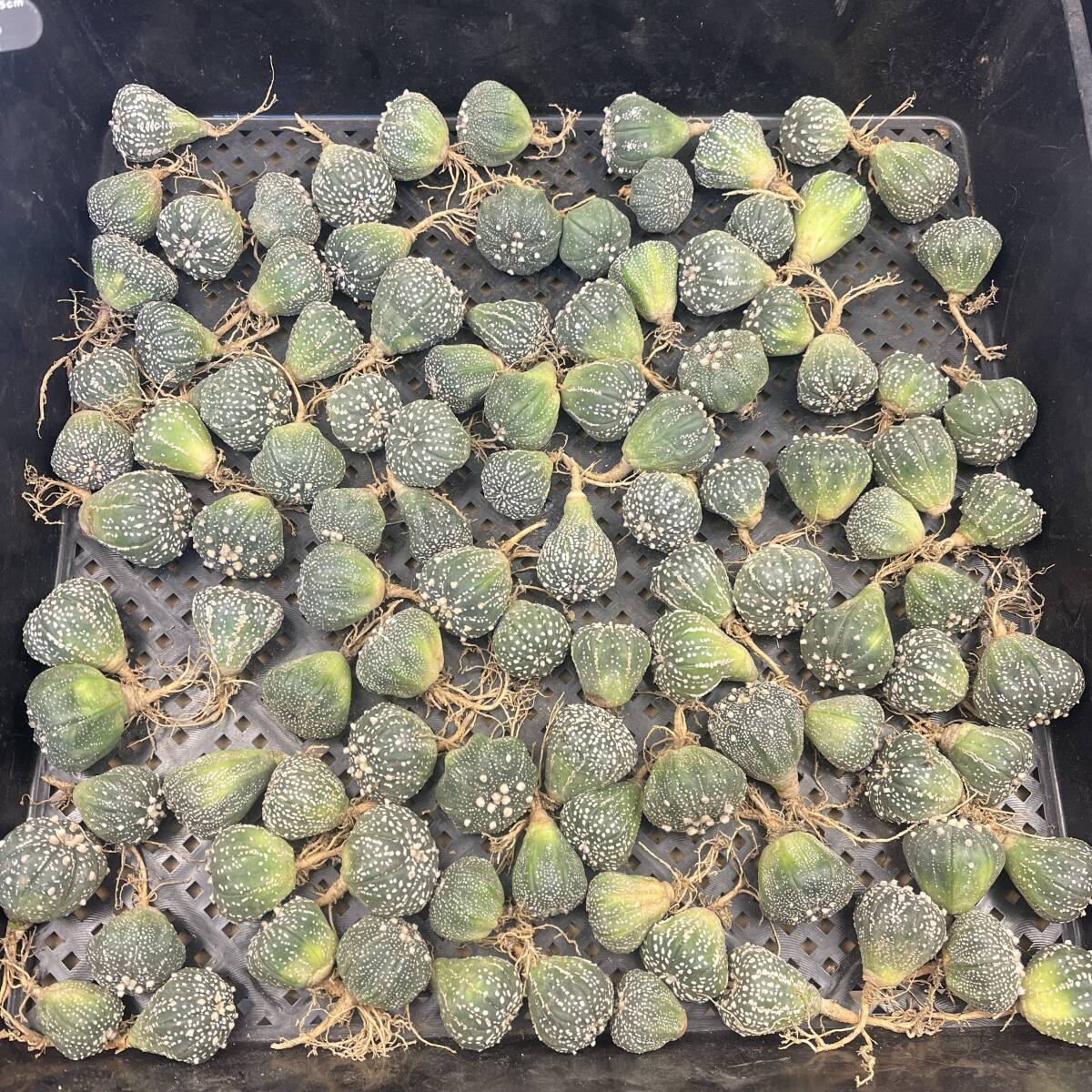 Yahoo!オークション - H58サボテン 多肉植物 兜 実生 100個