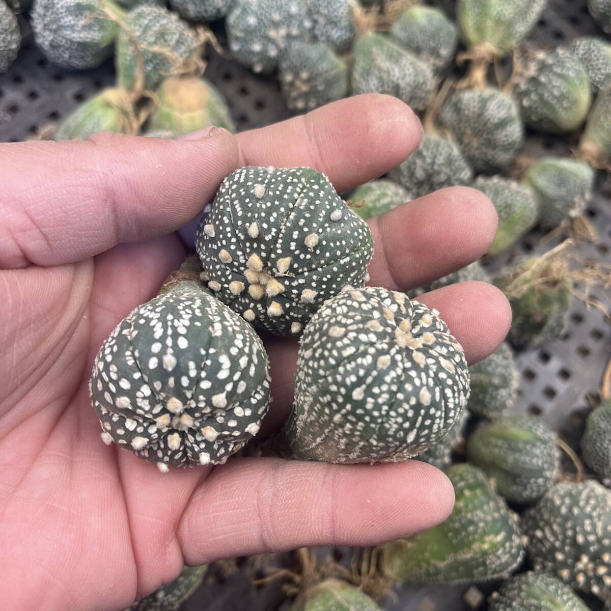 Yahoo!オークション - H59サボテン 多肉植物 兜 実生 100個