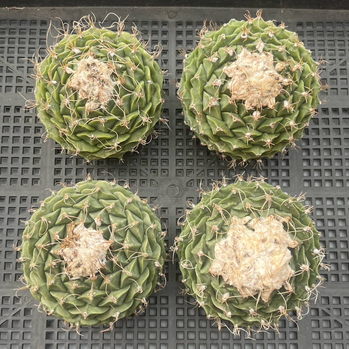 Yahoo!オークション - K53多肉植物 帝冠 サボテン オブレゴニア デニグ...