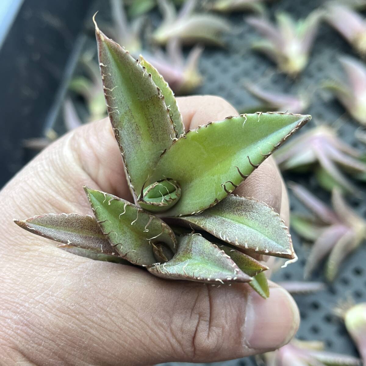 Yahoo!オークション - N30多肉植物 アガベ チタノタ Agave titanota 黒...