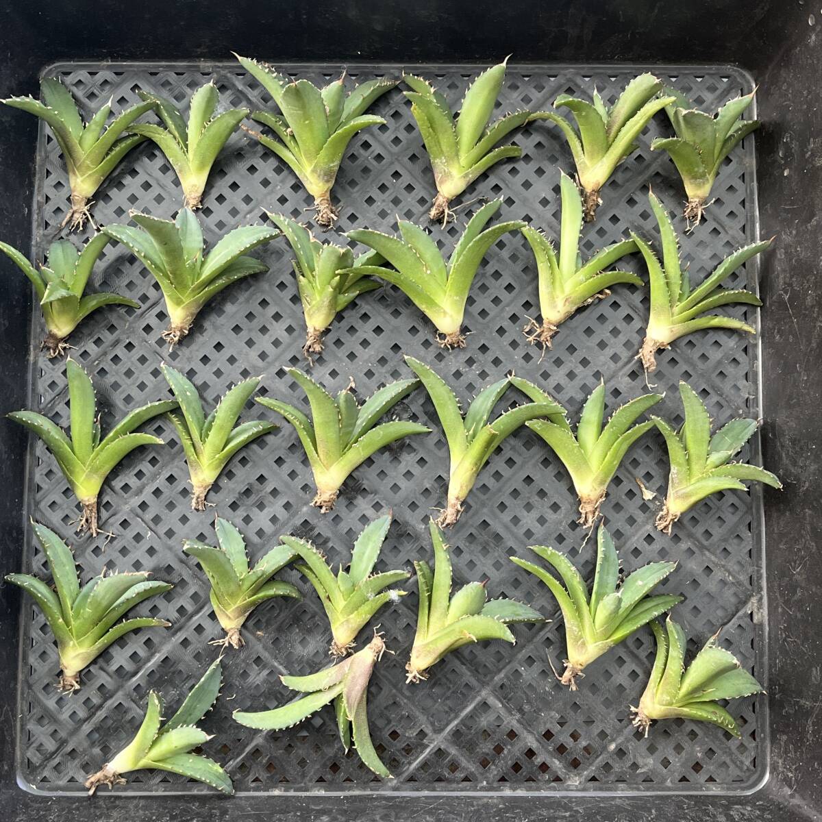 Yahoo!オークション - N19高級品種 アガベ チタノタ 綠幽靈 agave tita...