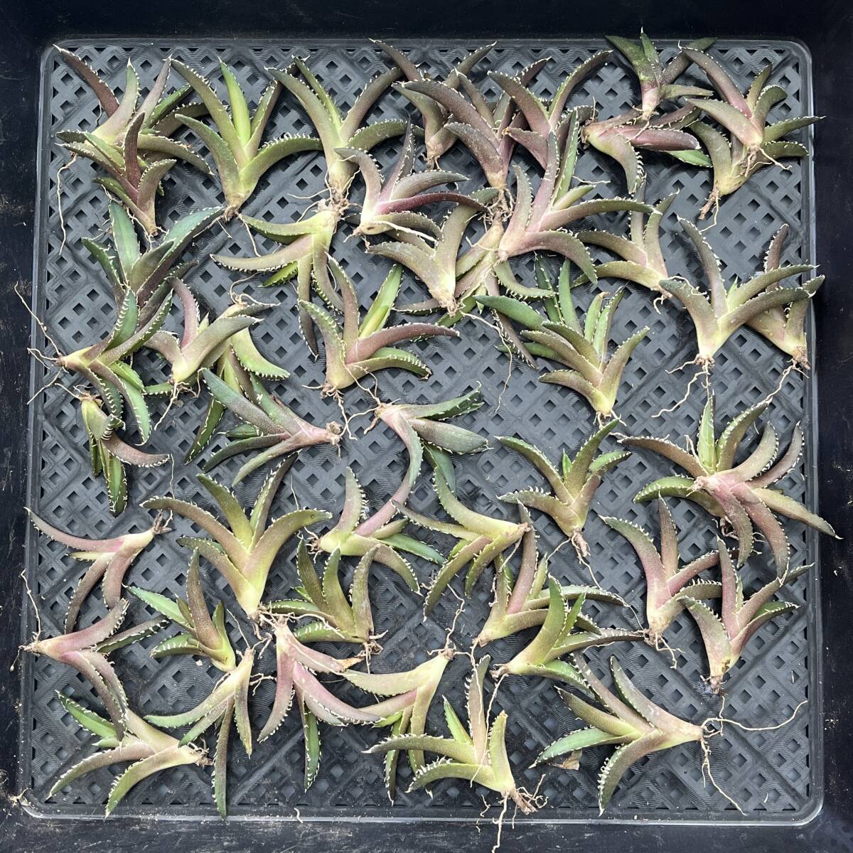 Yahoo!オークション - N32多肉植物アガベ チタノタ レッドキャットウィ...