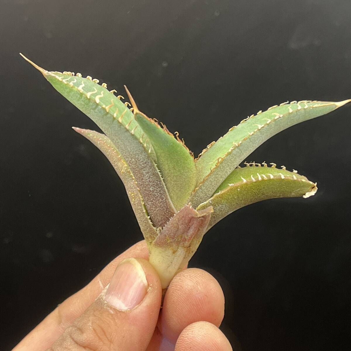 Yahoo!オークション - N66多肉植物 アガベ 吸血鬼 vampire 稀有子株