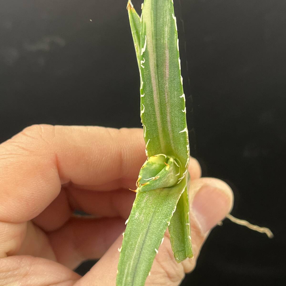 Yahoo!オークション - N77 多肉植物 アガベ チタノタ 白鯨錦 縞斑錦 精...