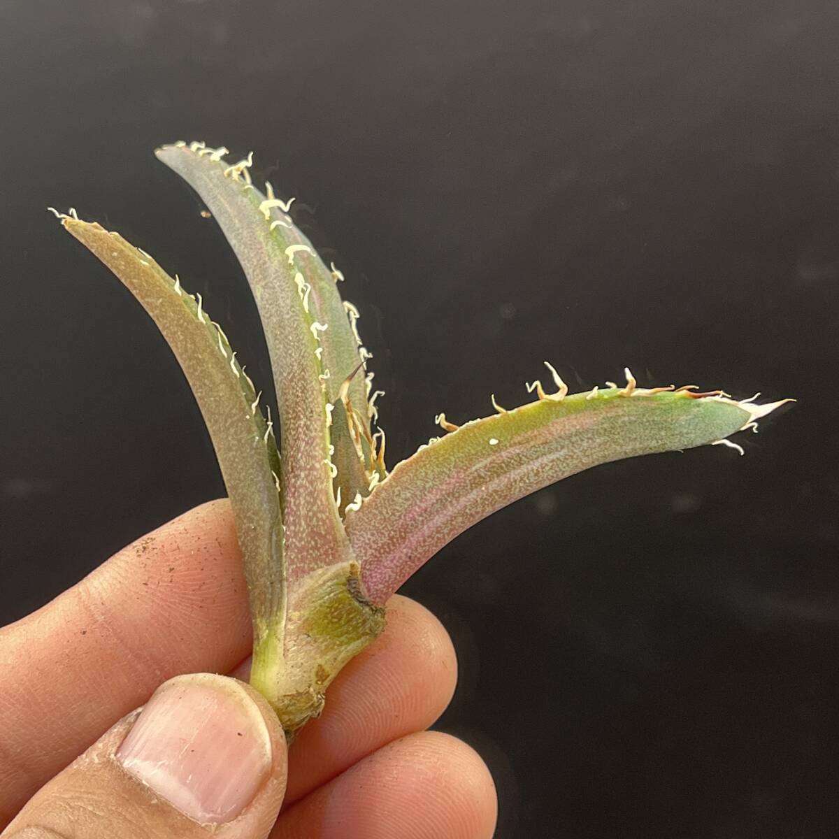 Yahoo!オークション - N78 多肉植物 アガベ チタノタ 白鯨錦 縞斑錦 精...