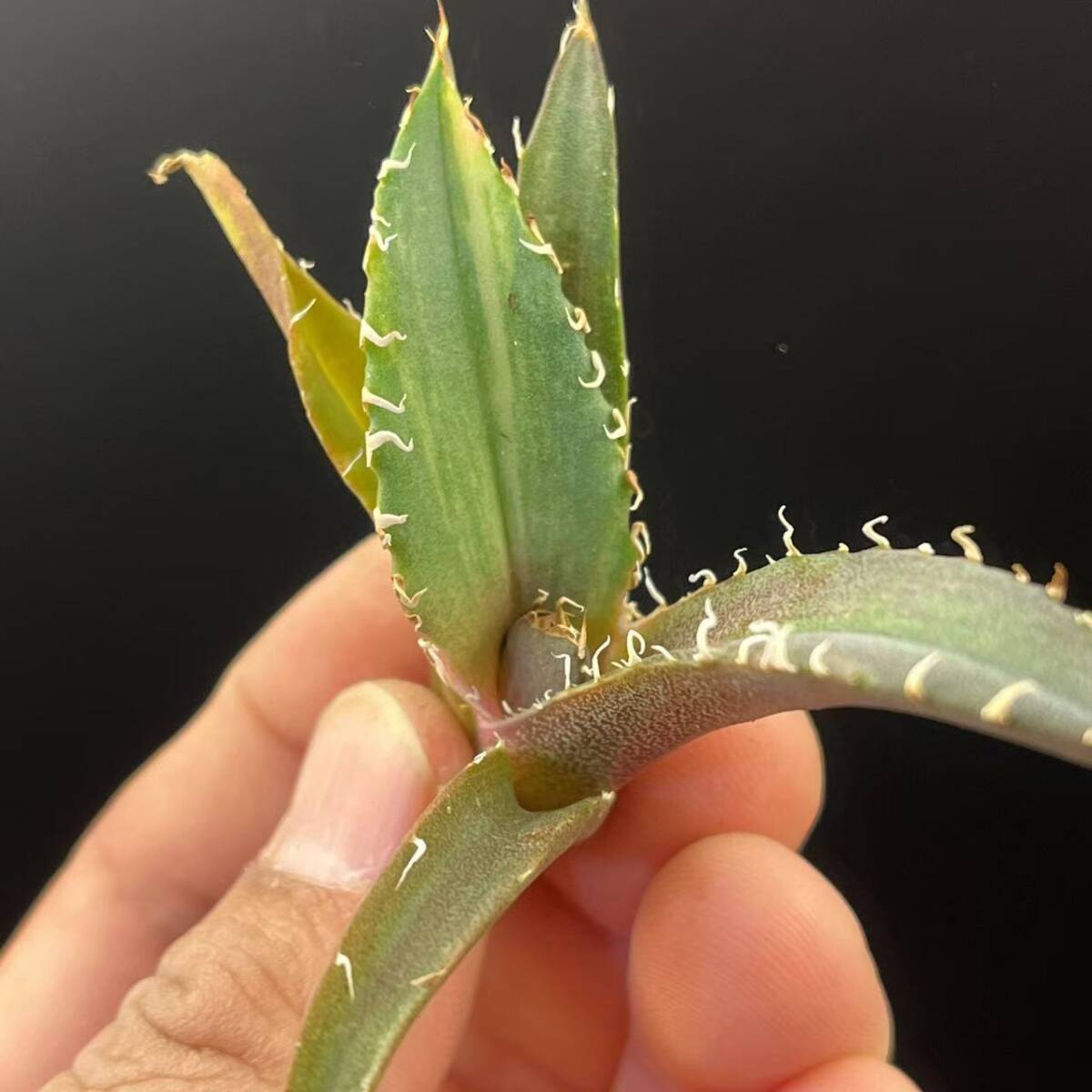 Yahoo!オークション - N86 多肉植物 アガベ チタノタ 白鯨錦 縞斑錦 精...