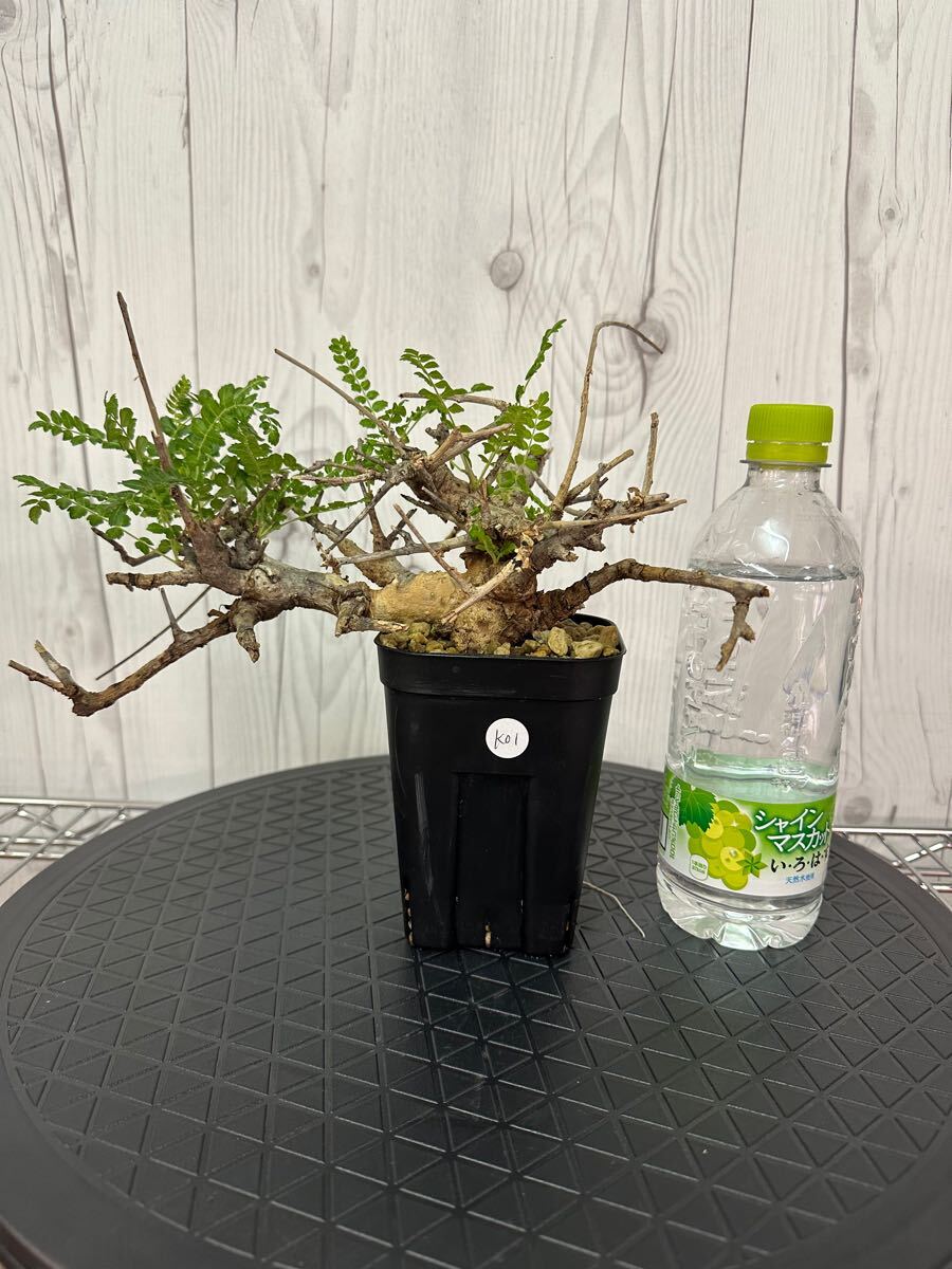 Yahoo!オークション - K0001 ボスウェリア ネグレクタ 発根済み コーデ...