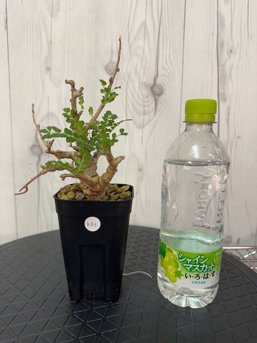 Yahoo!オークション - K0003 ボスウェリア ネグレクタ 発根済み コーデ...