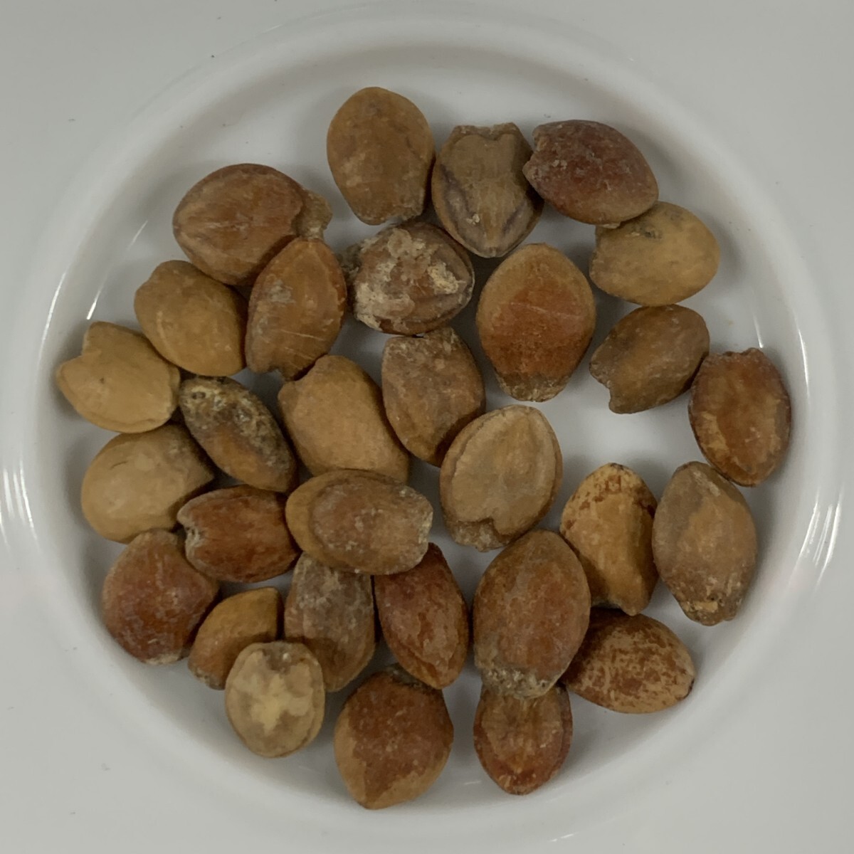 Yahoo!オークション - s586種子30粒【Commiphora eminii】コミフォラ ...