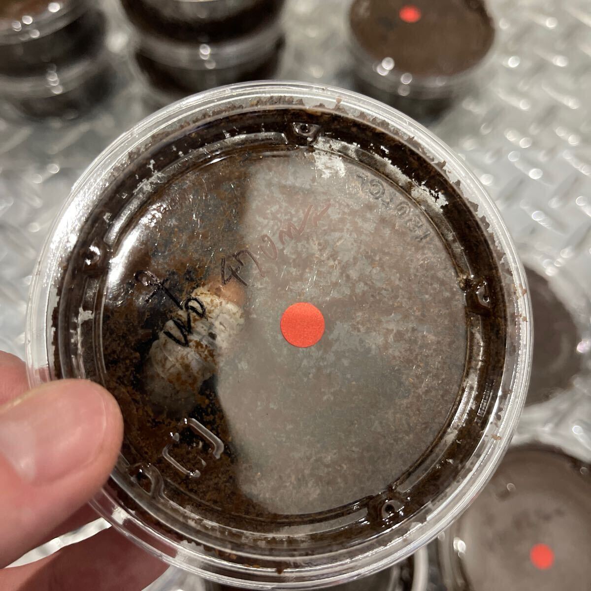 Yahoo!オークション - 【WF1】パラワンオオヒラタ幼虫 WD持ち腹産卵 孵...