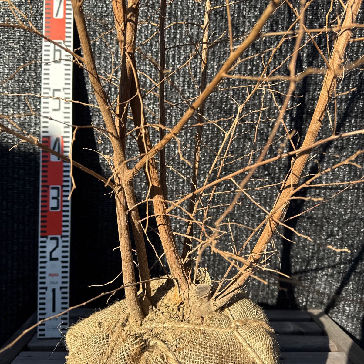 Yahoo!オークション - エゴノキ/株立ち【品番3224】