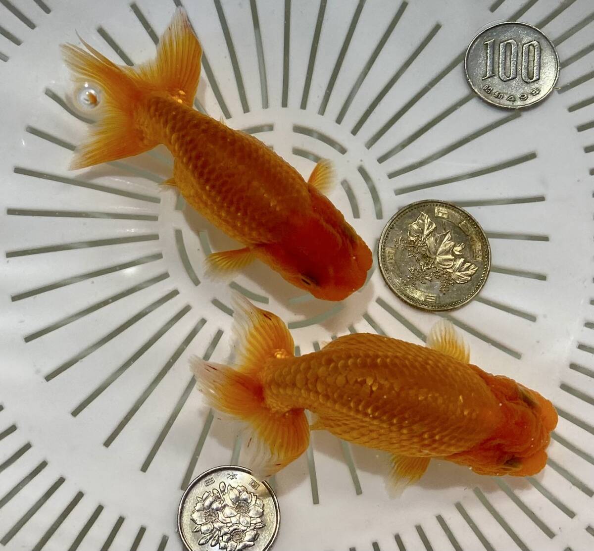 Yahoo!オークション - YUNO-2 宇野系らんちゅう 弐歳 2匹 ≪十八≫ (沖...