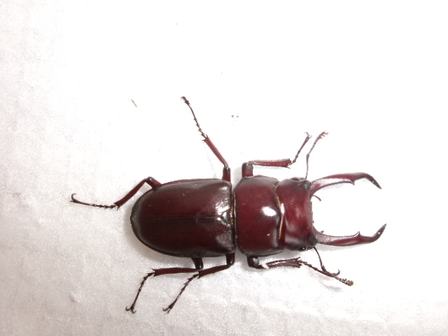 ショップOZ### トカラコクワ♂46mmペア 悪石島 ###Y09-02(国産)｜売買されたオークション情報、yahooの商品情報をアーカイブ公開 - オークファン（aucfan.com）