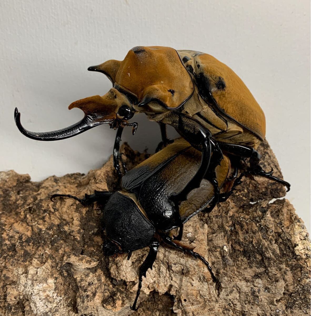 Yahoo!オークション - 【WF4×WF4】イイジマゾウカブト CBF1 初二齢幼...