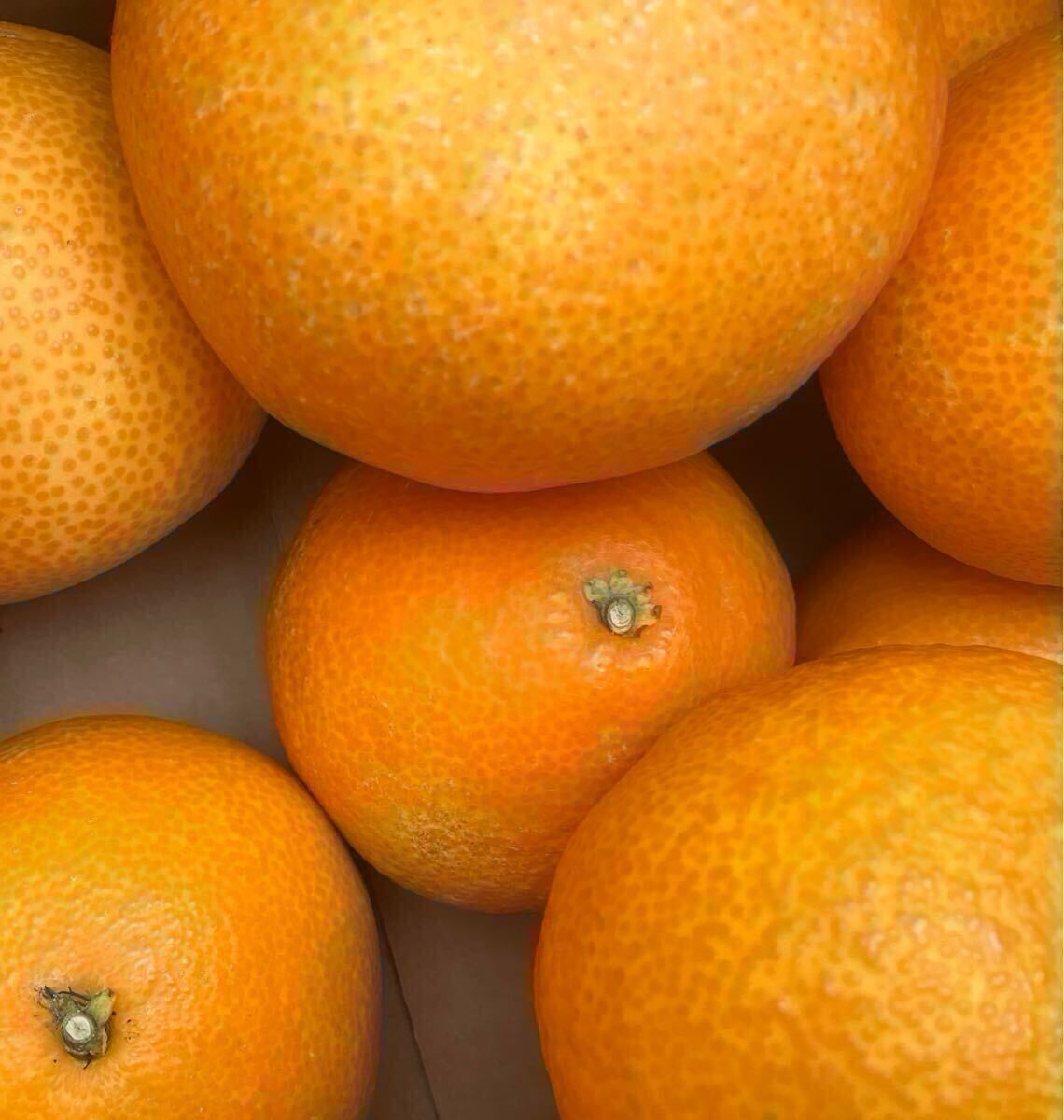 ④蔵出し 在庫限り今期 最終家庭用 愛媛県産 愛果28号 紅まどんな同品種 L〜2L 2kg 常温便 ブランド果実(かんきつ類)｜売買されたオークション情報、yahooの商品情報をアーカイブ ...