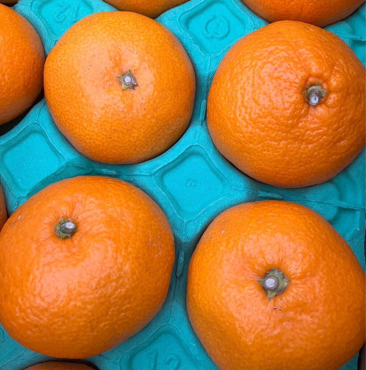 Yahoo!オークション - ④愛媛県産 大玉 興居島みかん 秀品 2L〜3L 約2....