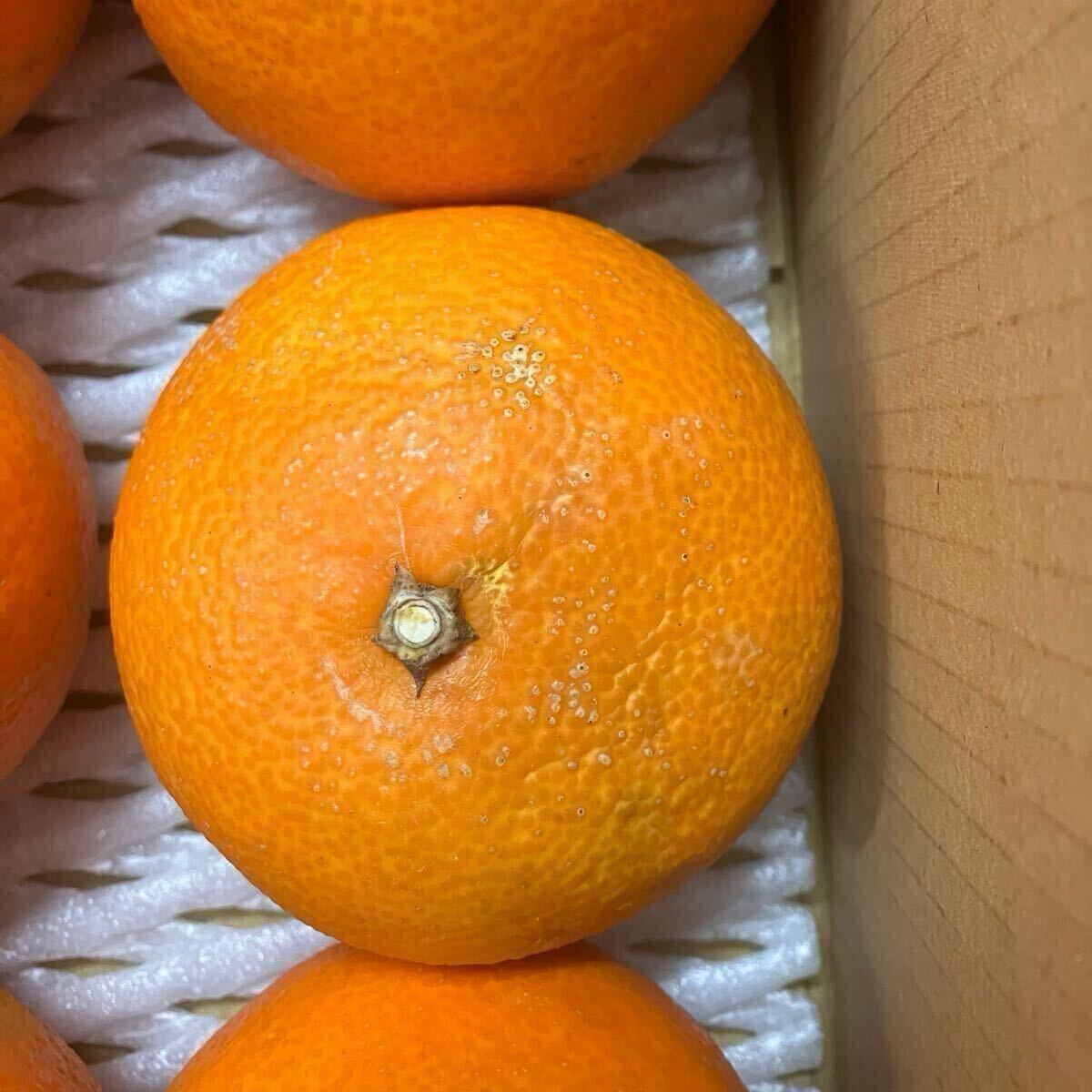 Yahoo!オークション - ④蔵出し 在庫限り今期 最終家庭用 愛媛県産 愛...