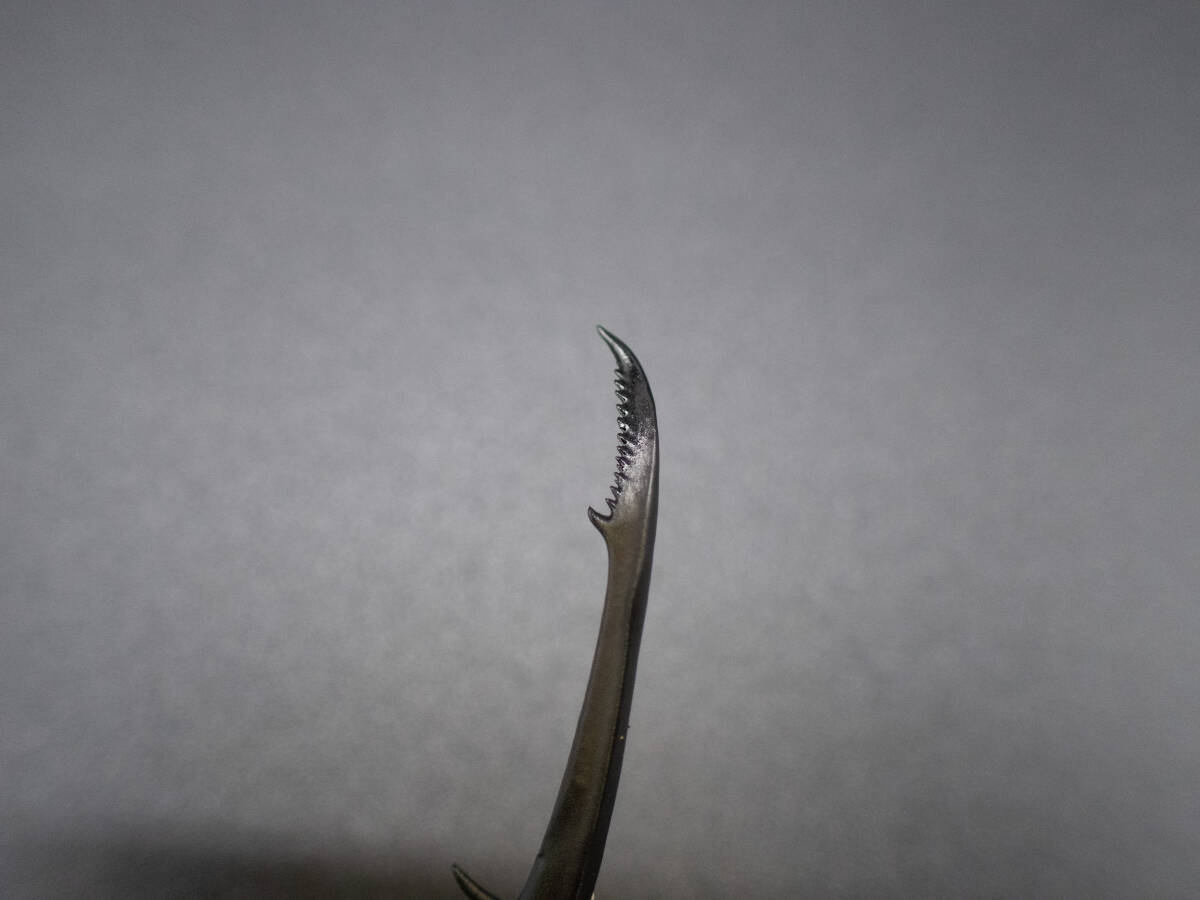 Yahoo!オークション - ♂76.0mm ♀29.0mm WF2 イソガイ タリアブ メタ...