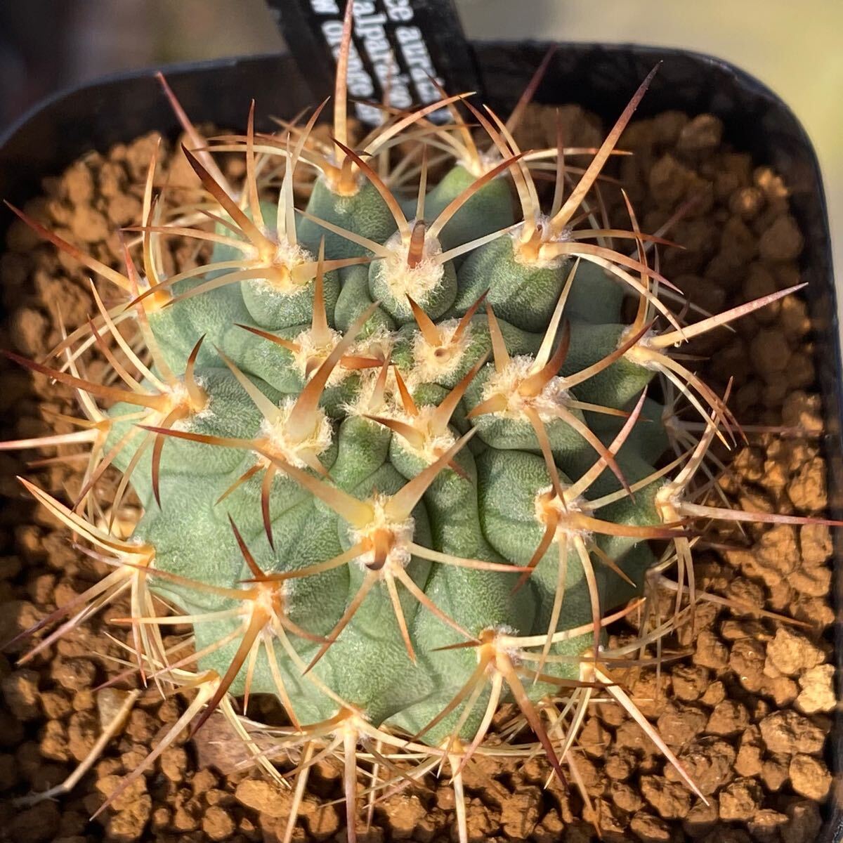 Yahoo!オークション - CO 504 エリオシケaurata typical yellow orange...