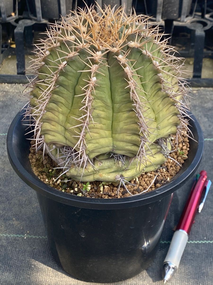 Yahoo!オークション - CO 519 グリセオパリダム ギムノカリキウム サボ...