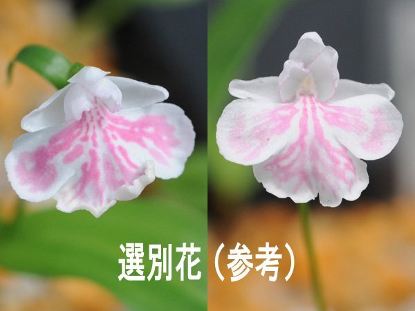 Yahoo!オークション - 23-161P-3 イワチドリ 岩千鳥 『朱D朱6A月赤電石...